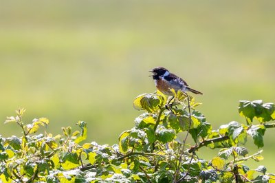 It’s time to cut your hedges