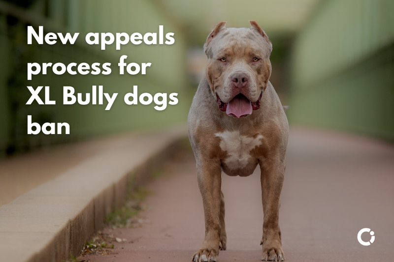 Appeal a dog seizure under the XL Bully ban